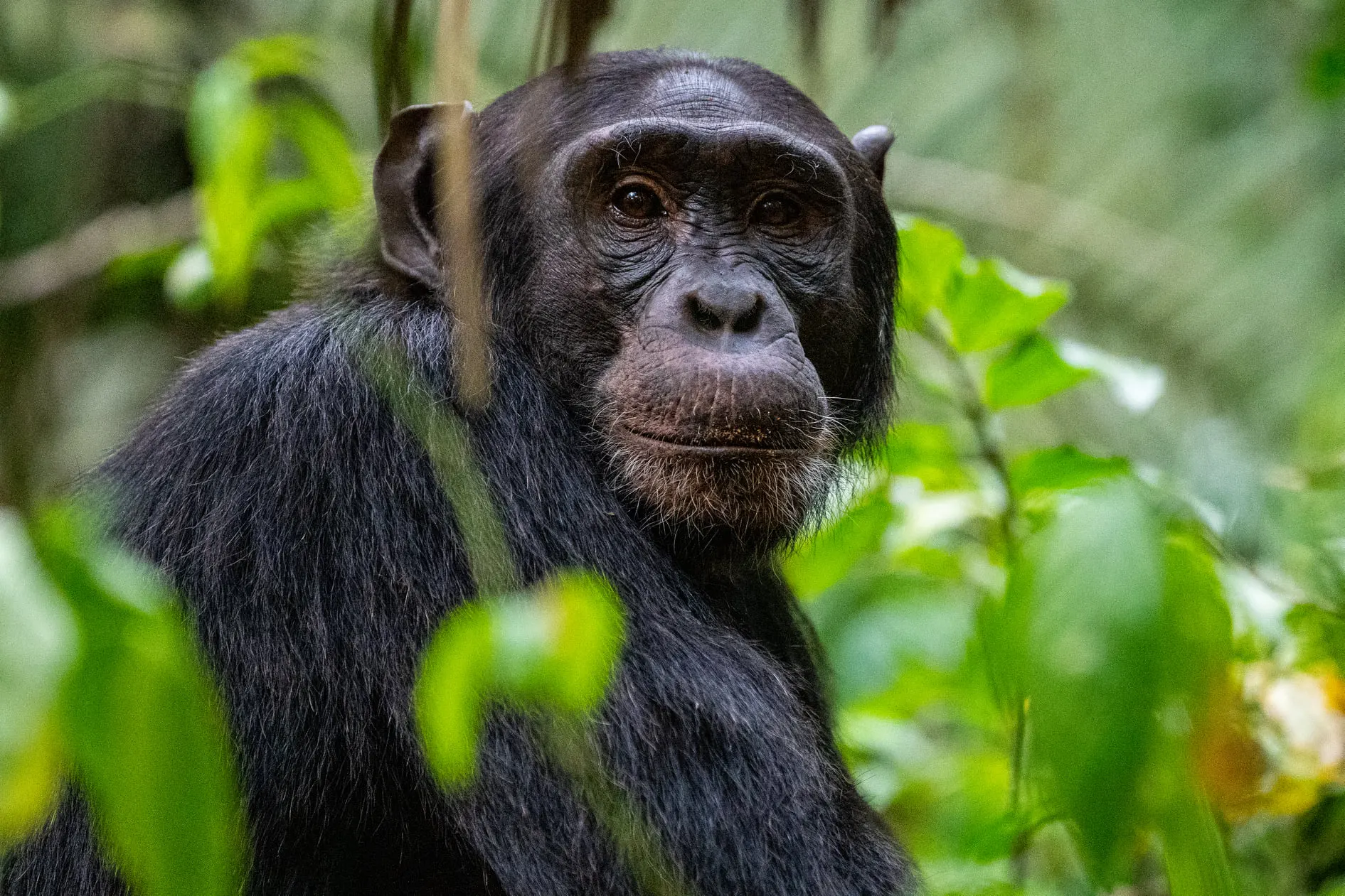 6 Days Rwanda Primates & Wildlife Safari - Wild Insight